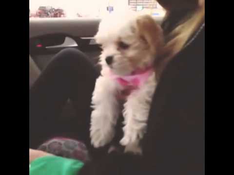 Kenzie with her puppy Maliboo - YouTube