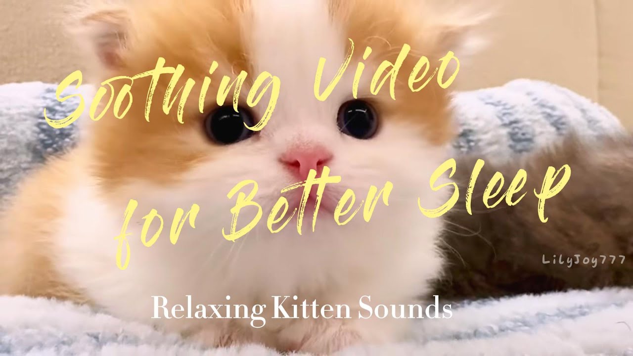 8-Minute Cute Cat New Video 😻 Calming Kitten Video for Peaceful Sleep 😍 ...