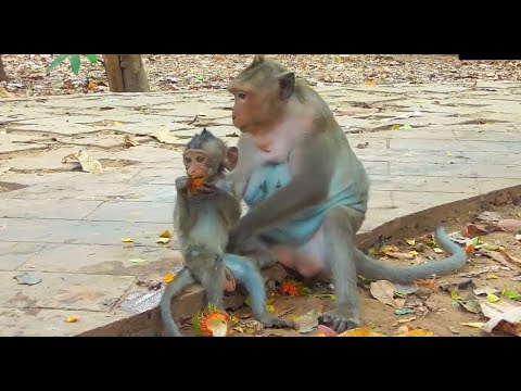 Exploring the Jungle Life of Monkeys and Strange Animal Behavior #cuteanimal - YouTube