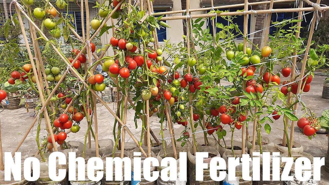 Grow Tomatoes by Different Way | Options A & B | Easy & Creative Tomato ...