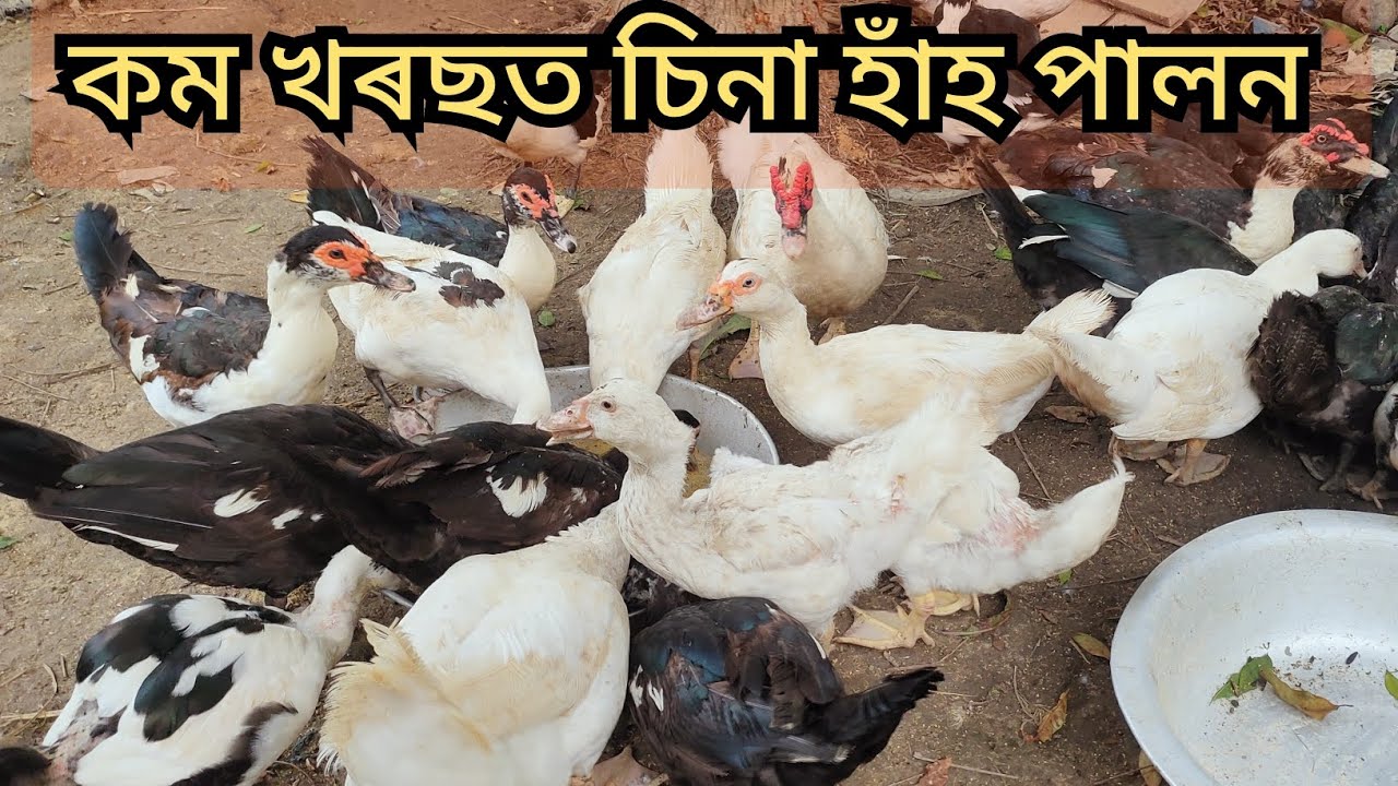 Muscovy Duck farm in Assam // Free range farming // চিনা হাঁহ পালন ...