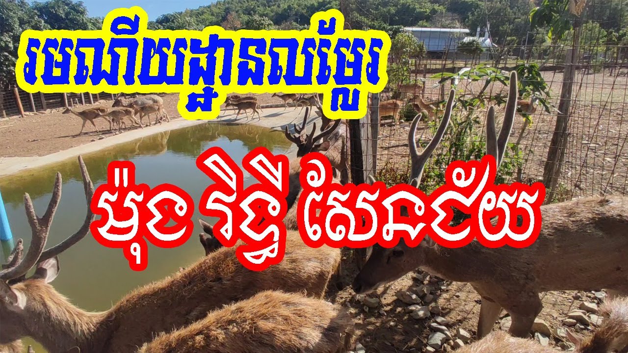 Mong Rithy Senchey Resort សួនលំហែរម៉ុងរិទ្ធីសែនជ័យ 29 12 2024 - YouTube