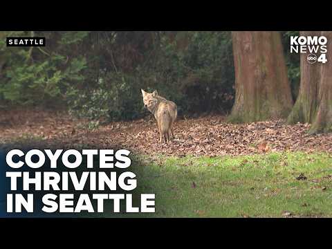 Research finds coyotes thrive in cities, with Seattle among growing urban hotspots
