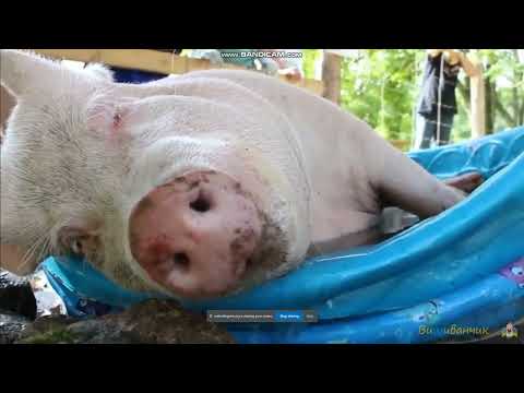 Реакція на смішних свинок №1