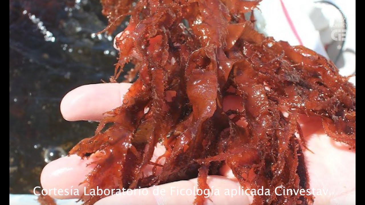 Cultivo de macroalgas tropicales. - YouTube