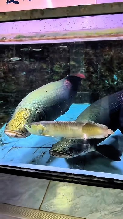Arapaima vs 😳 poor Arowana attack. #short #shorts #fishing #arapaima #fish #monsterfish - YouTube