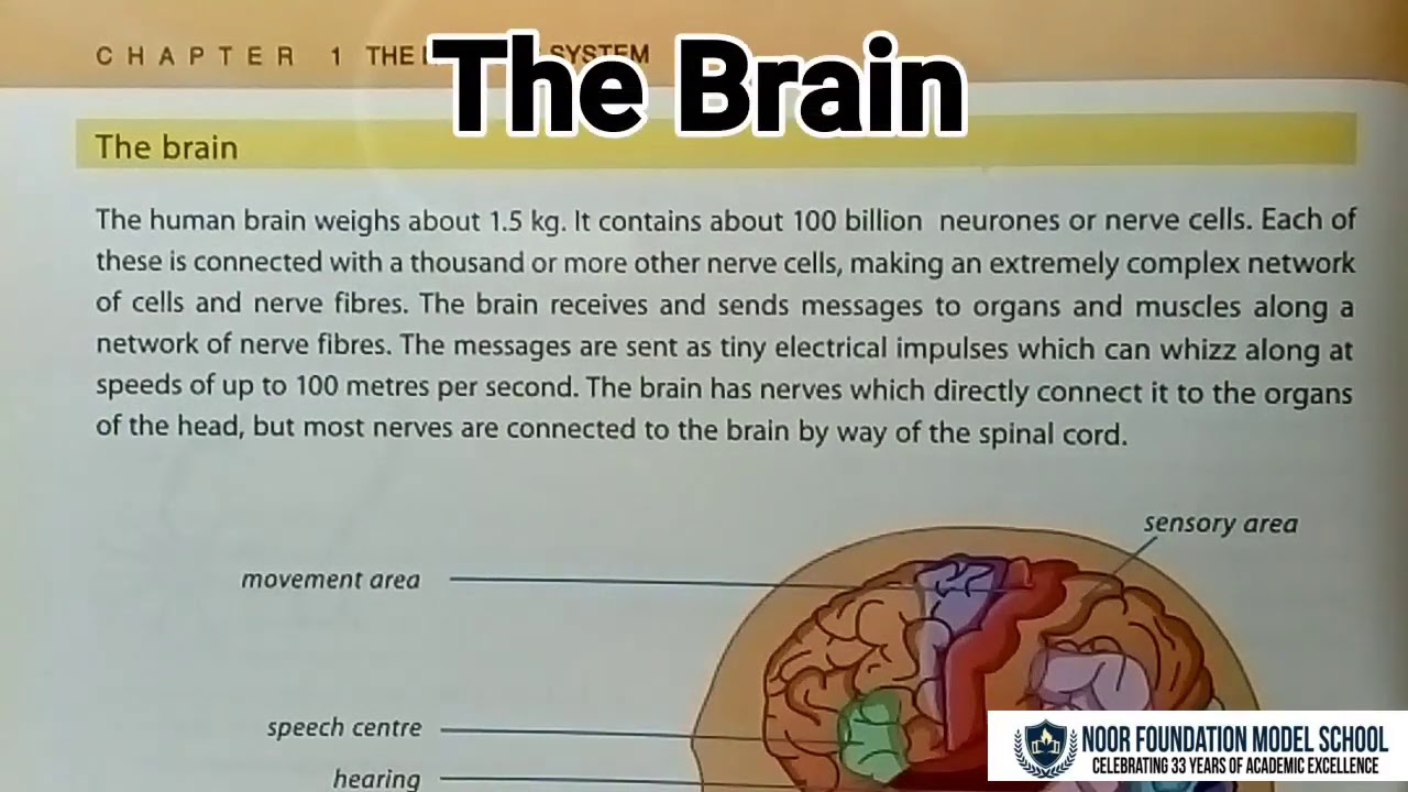 Oxford Secondary Science Book 3 Class 8 Chapter 1 The Nervous System oxford-secondary-science-book-3-class-8-chapter-1-the-nervous-system
