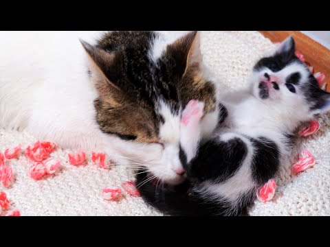 BEBEK KEDİ'nin TUVALETİ GELİNCE ANNE KEDİ TUVALETİNİ BU ŞEKİLDE YAPTIRIYOR YUVAYI TEMİZ TUTUYOR