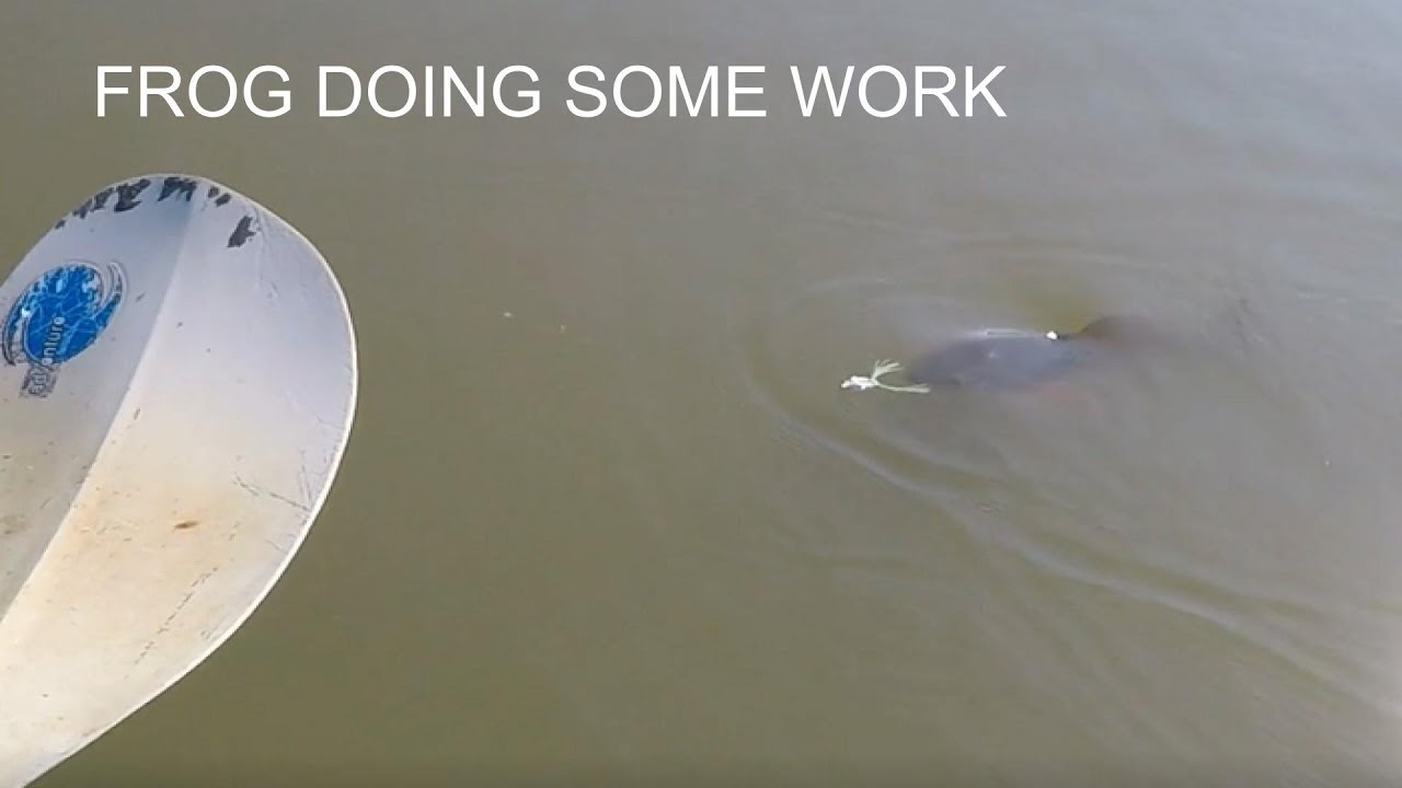 The Closest TOPWATER FROG ACTION EVER For REDFISH From My SUP / Kayak ...