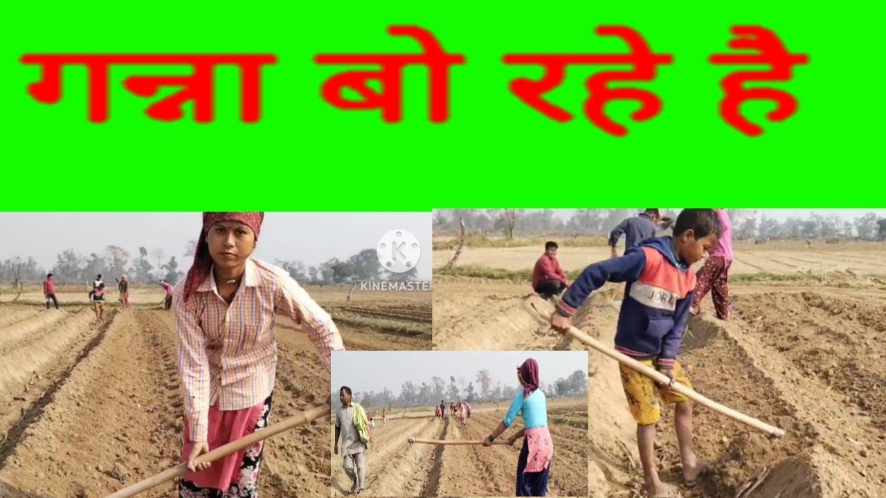 गन्ना की बुवाई कैसे की जाती है | Ganne bubai kaise ki jati hai | Rana ...