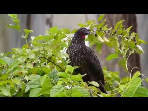 fauna brasileira sertaneja JACU NAS AMORAS bicho silvestre selvagem ...
