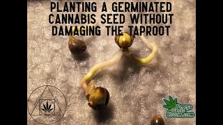 How to plant a germinated cannabis seed without damaging the taproot