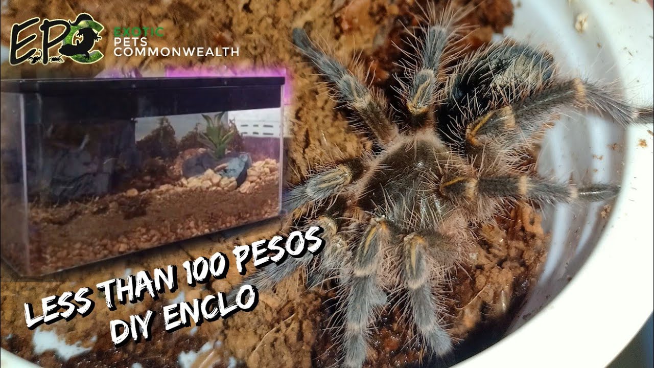 DIY Tarantula enclosure for less than 100 pesos #spider #animals #pets ...