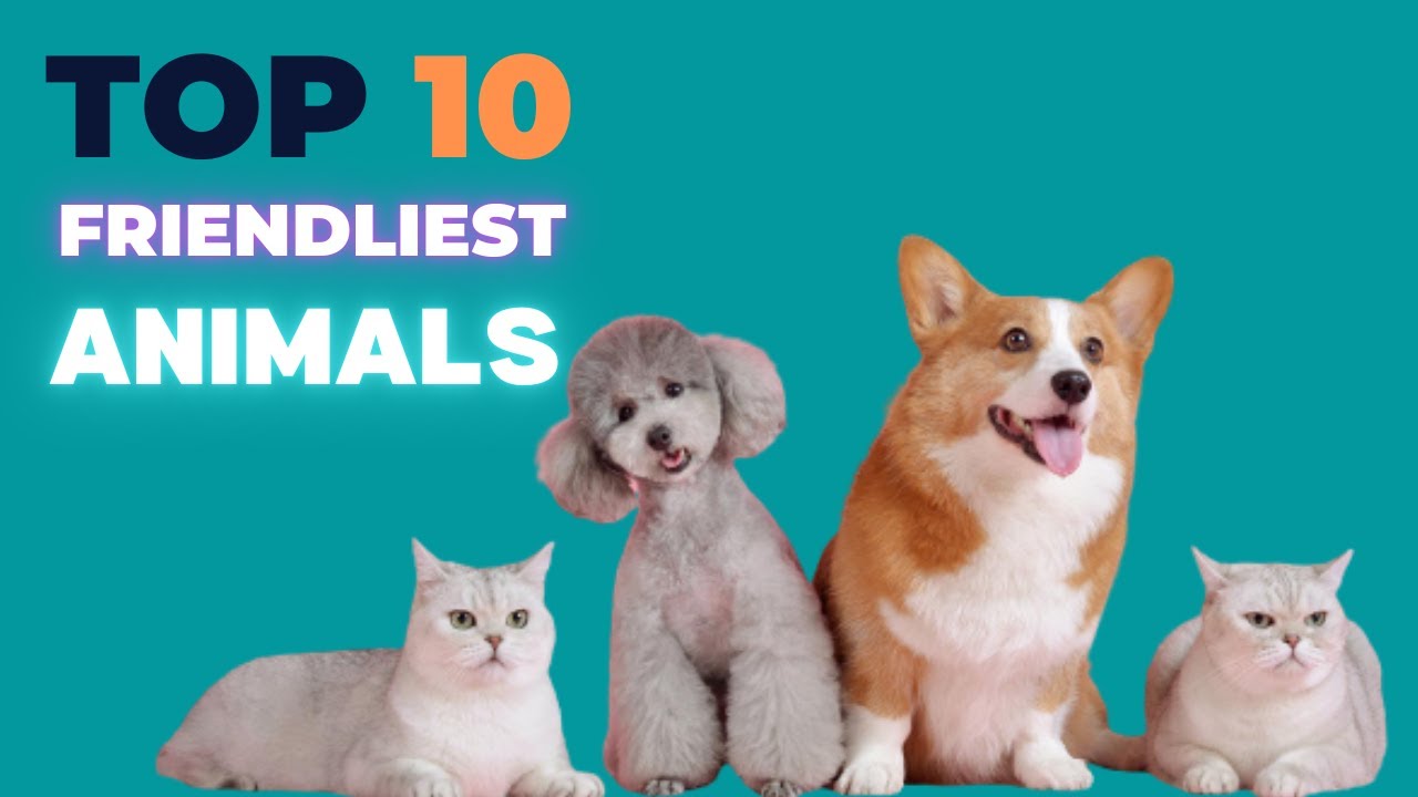 Top 10 Friendliest Animals - YouTube