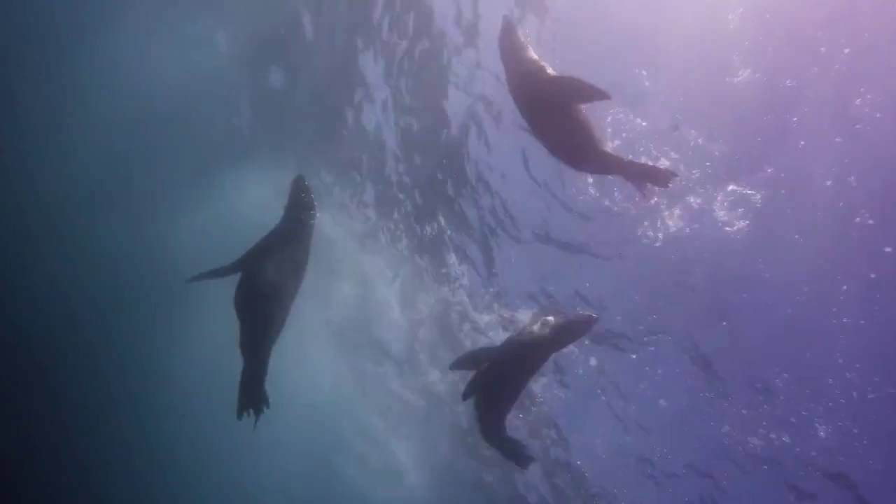 Seal Diving So Thrilling - YouTube