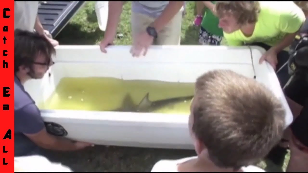 SHARK IN FRESHWATER POND! makes International NEWS! - YouTube