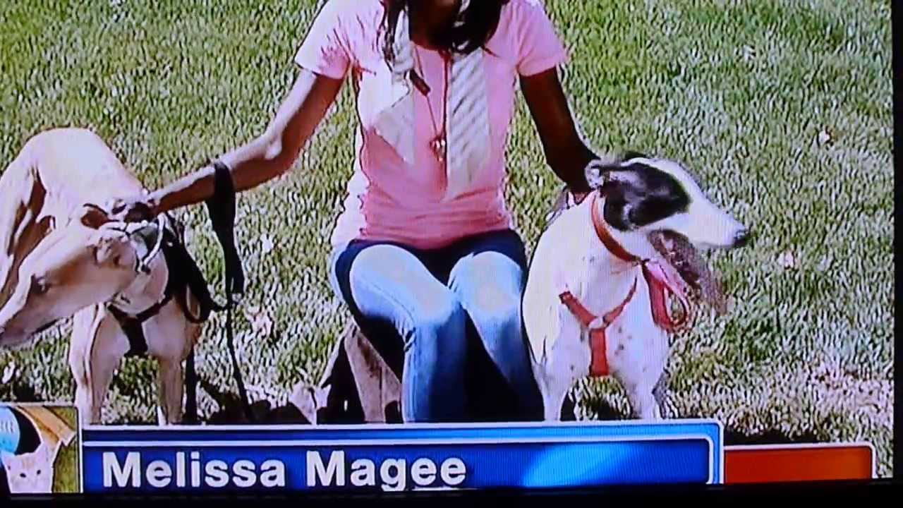 Greyhound Angels Adoption on 6 ABC - 8/17/13 - YouTube