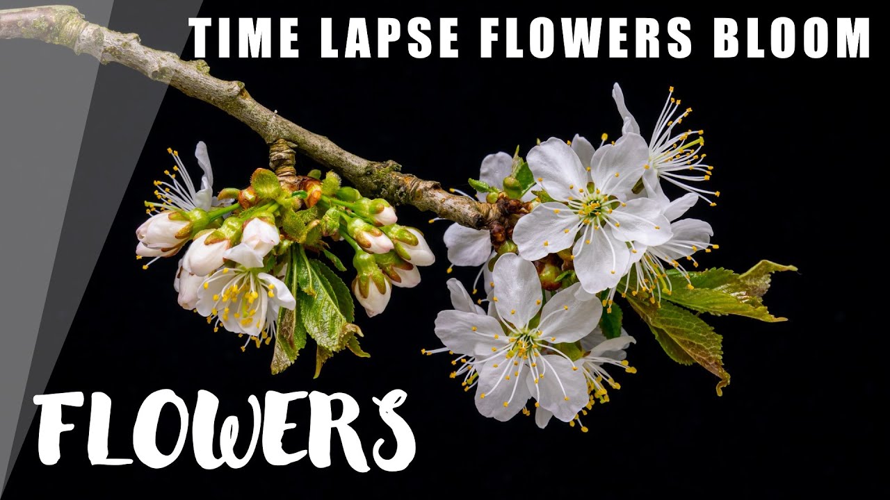 Time Lapse Flower - Time Lapse Flower Blooming | Time Lapse Flower ...