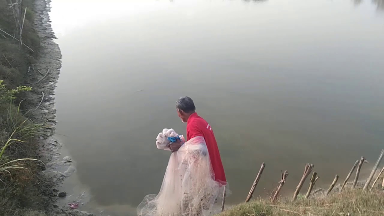 Fish farming in Nepal - YouTube