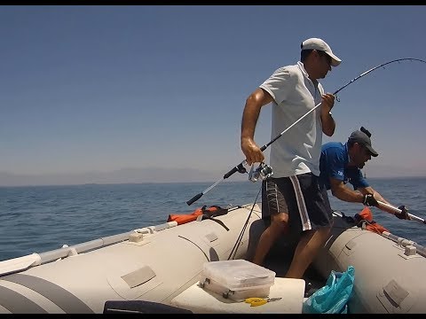 Shore Jig  (akya) Çatalkuyruk Lichia