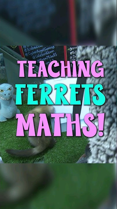 Teaching My Ferrets Math - How Smart Do You Think They Are Now? #shorts ...