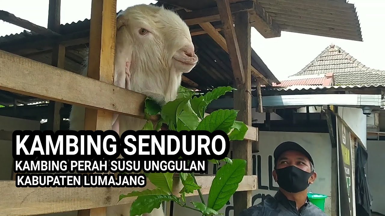 KAMBING SENDURO - KAMBING PERAH SUSU UNGGULAN KABUPATEN LUMAJANG - YouTube