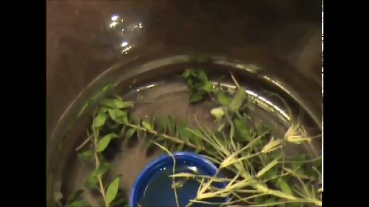 Animal Fight - Black Widow (Spider) vs Praying Mantis - YouTube