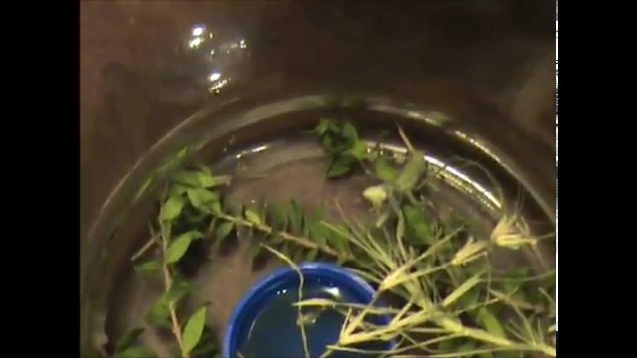 Animal Fight - Black Widow (Spider) vs Praying Mantis - YouTube