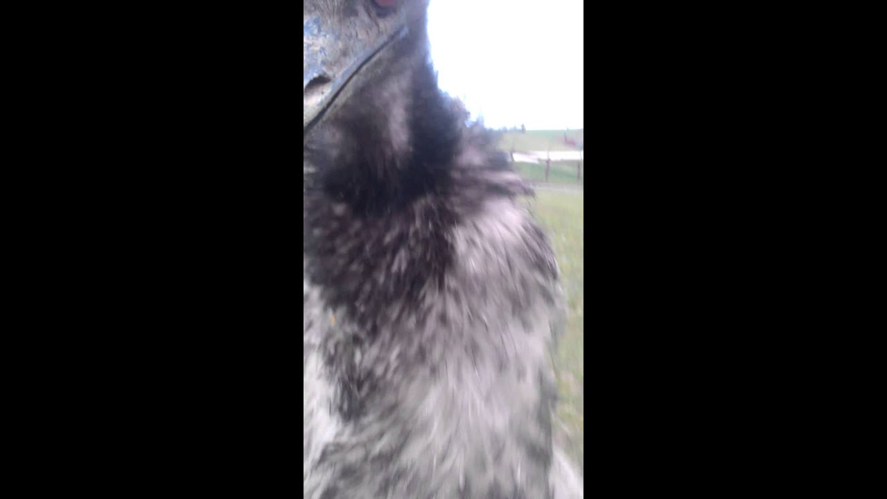 Emu Brutal Attack - YouTube