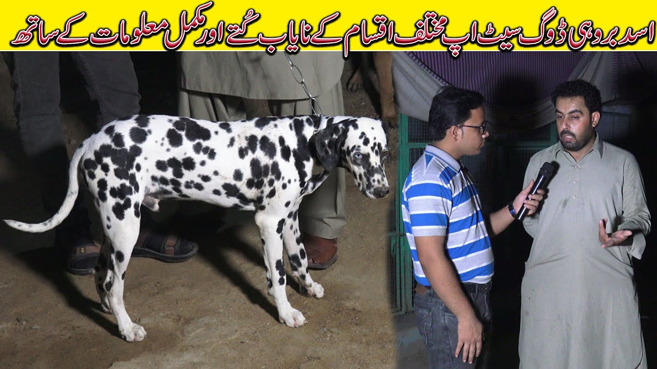 Asad Brohi Dogs Setup | German Shepherd Golden Retriever Siberian Husky ...