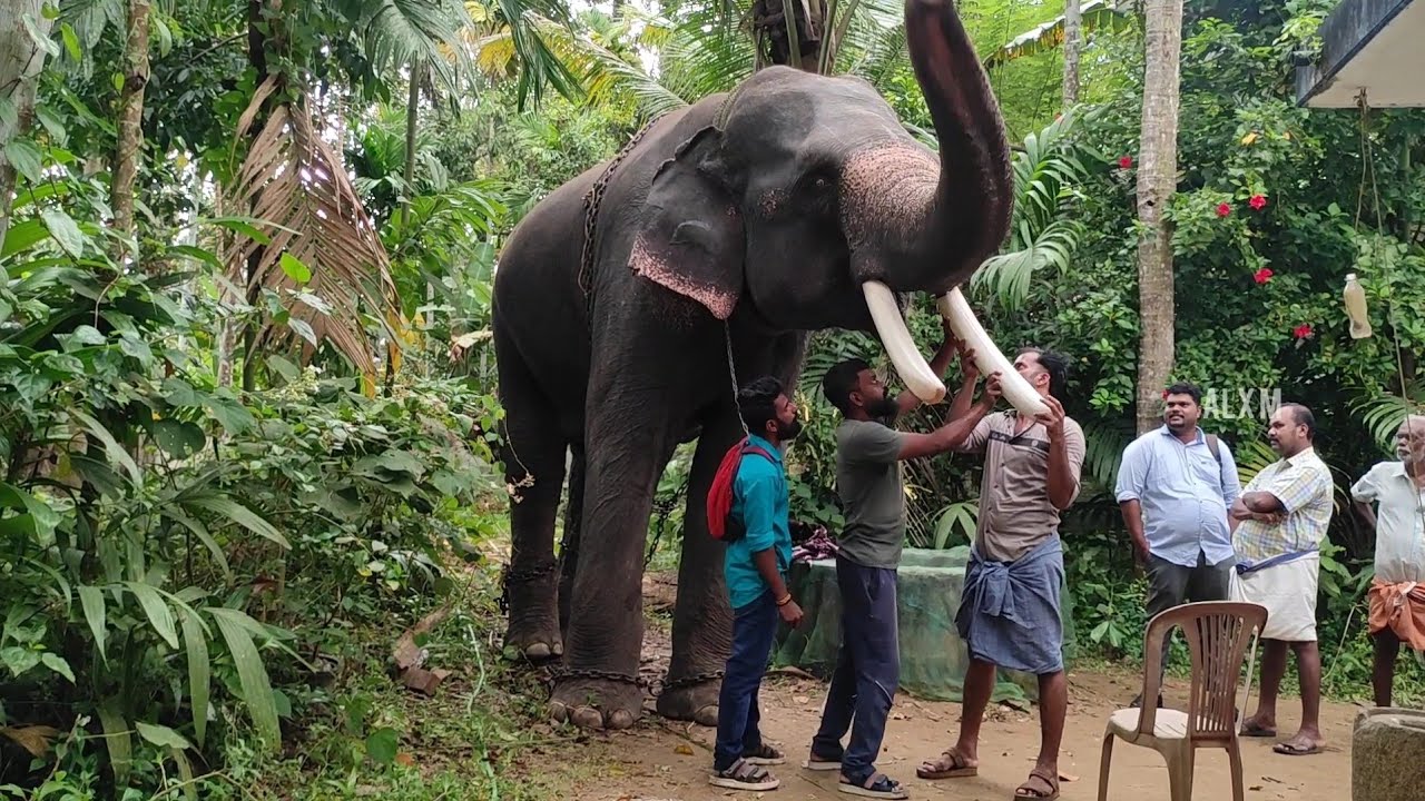 കൊമ്പ് പിടിപ്പിച്ചപ്പോൾ കർണൻ സ്റ്റൈൽ | Akkarammal Mohanan Jr ...