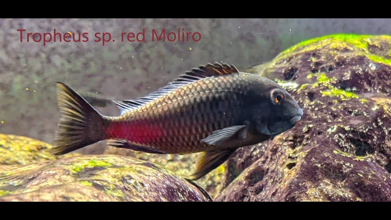 Tropheus sp. Red Moliro - watching their super active lives - YouTube