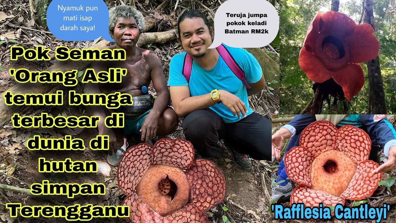 Bunga 'Rafflesia Cantleyi' tercantik di dunia khazanah bumi Terengganu ...
