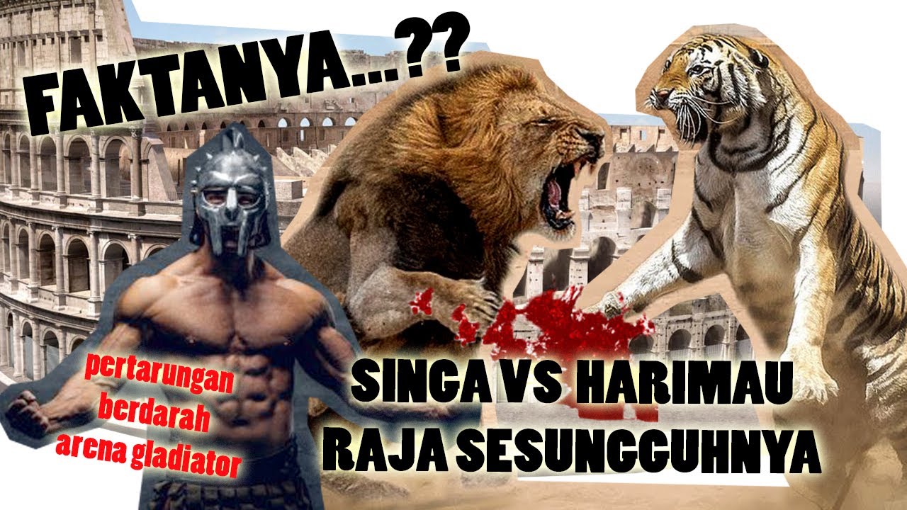 FAKTA SEBENARNYA...!!! SINGA VS HARIMAU DI GLADIATOR ROMAWI - YouTube