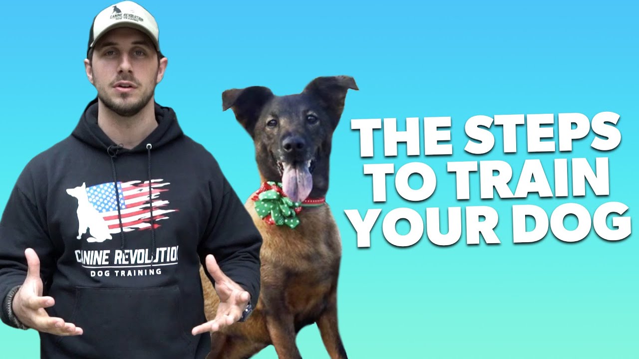 The Steps To Training Your Dog - PTP #28 - YouTube