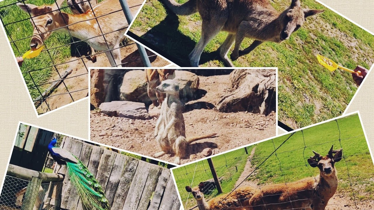 Mansfield Zoo, Victoria , Australia - YouTube