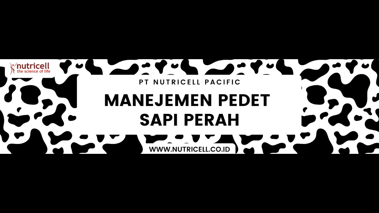 Webinar Manajemen Pedet Sapi Perah - YouTube