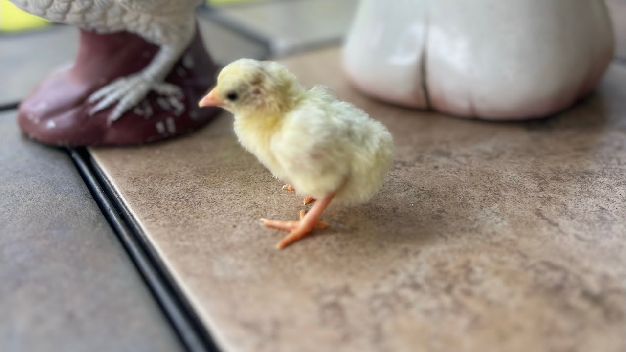 Quick update on our Bantam shed. (Old English & Azteca bantams) EP. 47 ...