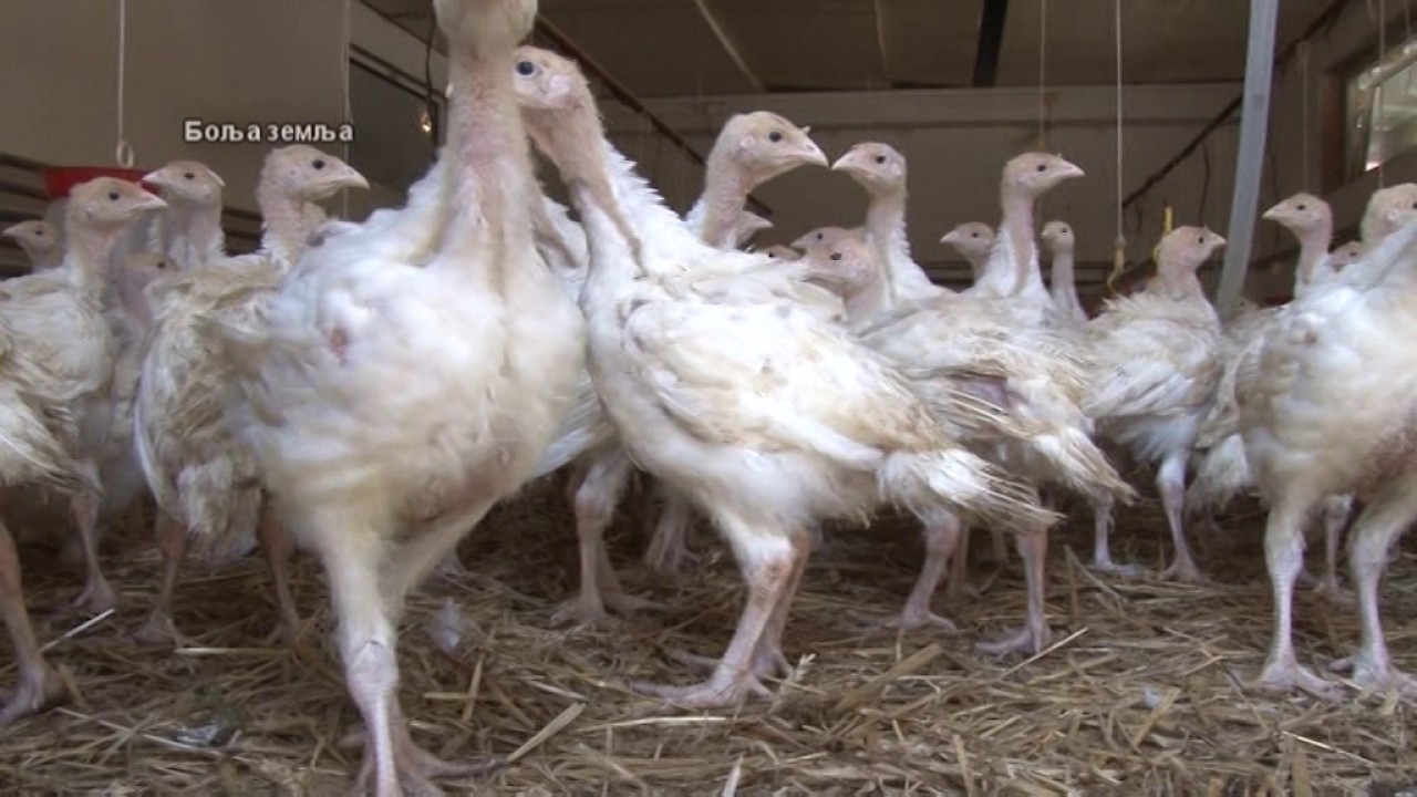 Ishrana curaka - najzahtevnija od svih domacih zivotinja - prodaja ...