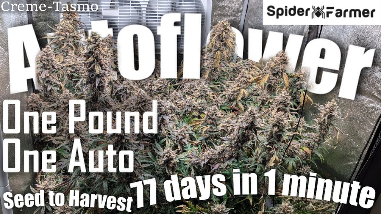 1 Pound(454g) Autoflower Timelapse - Seed to Harvest - Creme-Tasmo by ...