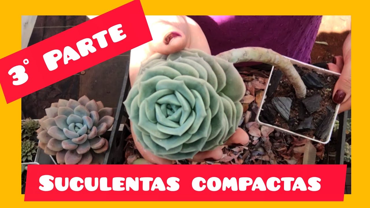 " ROSETAS " compactas!!! Suculentas diversas - YouTube