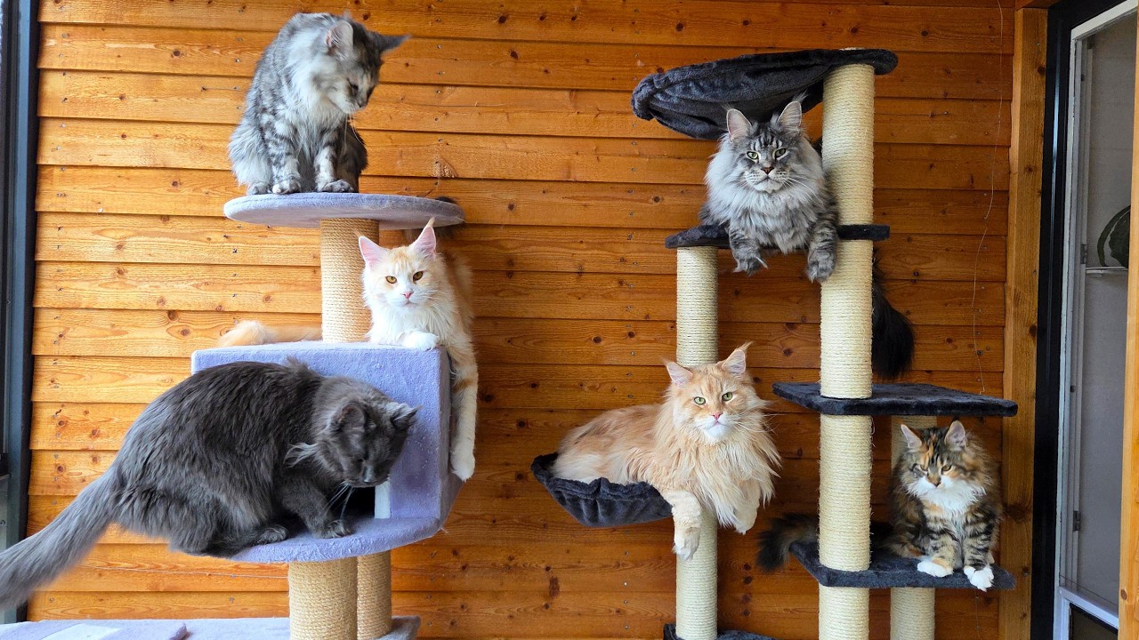 Let's Build a Cat Tree - With Help From My 6 Cats! - YouTube