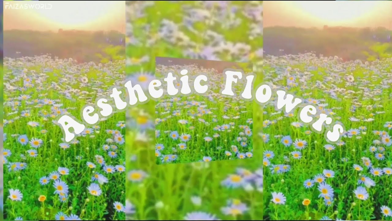 AESTHETIC FLOWERS | HOW TO EDIT AESTHETIC FLOWERS VIDEO | DAISY ...