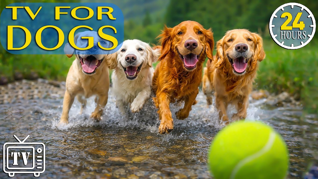 24/7 Dog TV: All Day Anxiety Relief for Dogs with Deep Calming Music ...