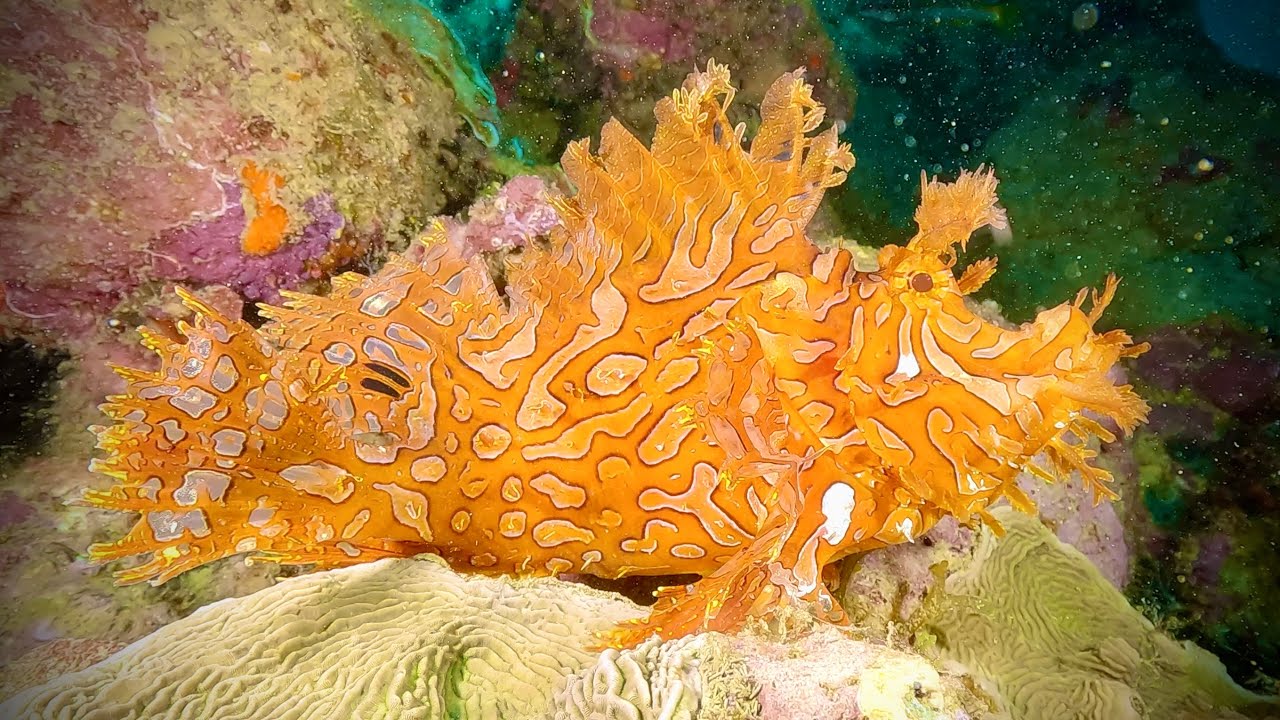 EXTREME CLOSE-UP OF A GIANT LACY SCORPIONFISH! Diving in Papua New ...