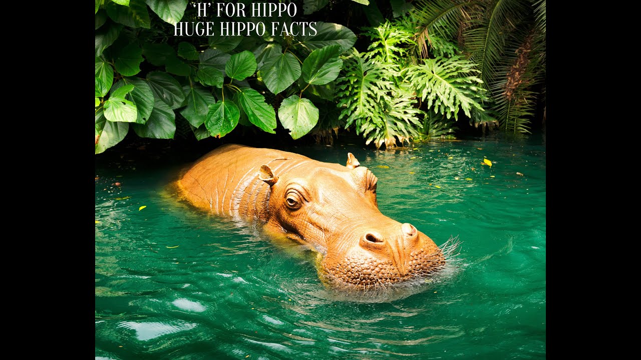 H is for Hippo - YouTube
