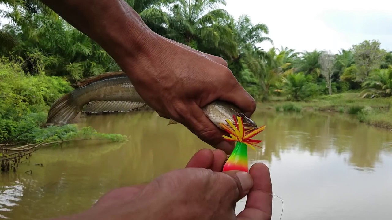 MANCING IKAN GABUS DI BEKAS SAWAH - YouTube