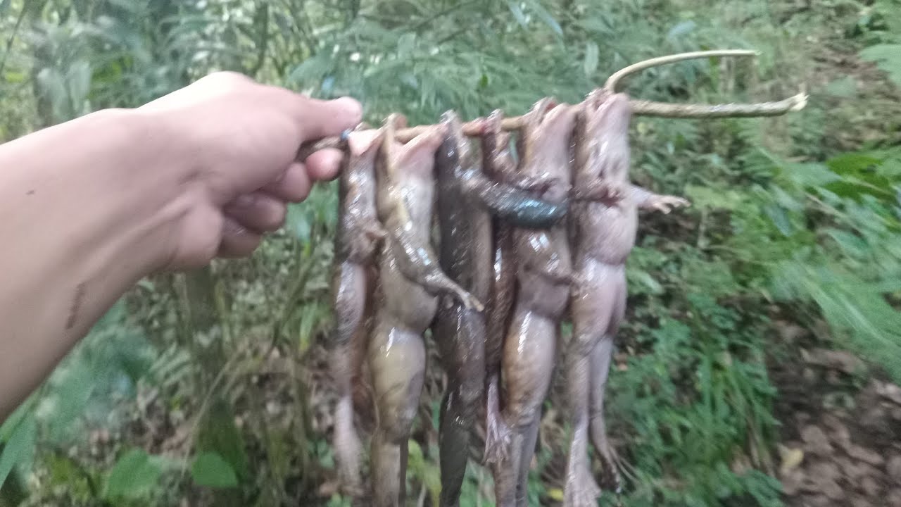 4/5 day fishing hunting(toad hunting ) - YouTube