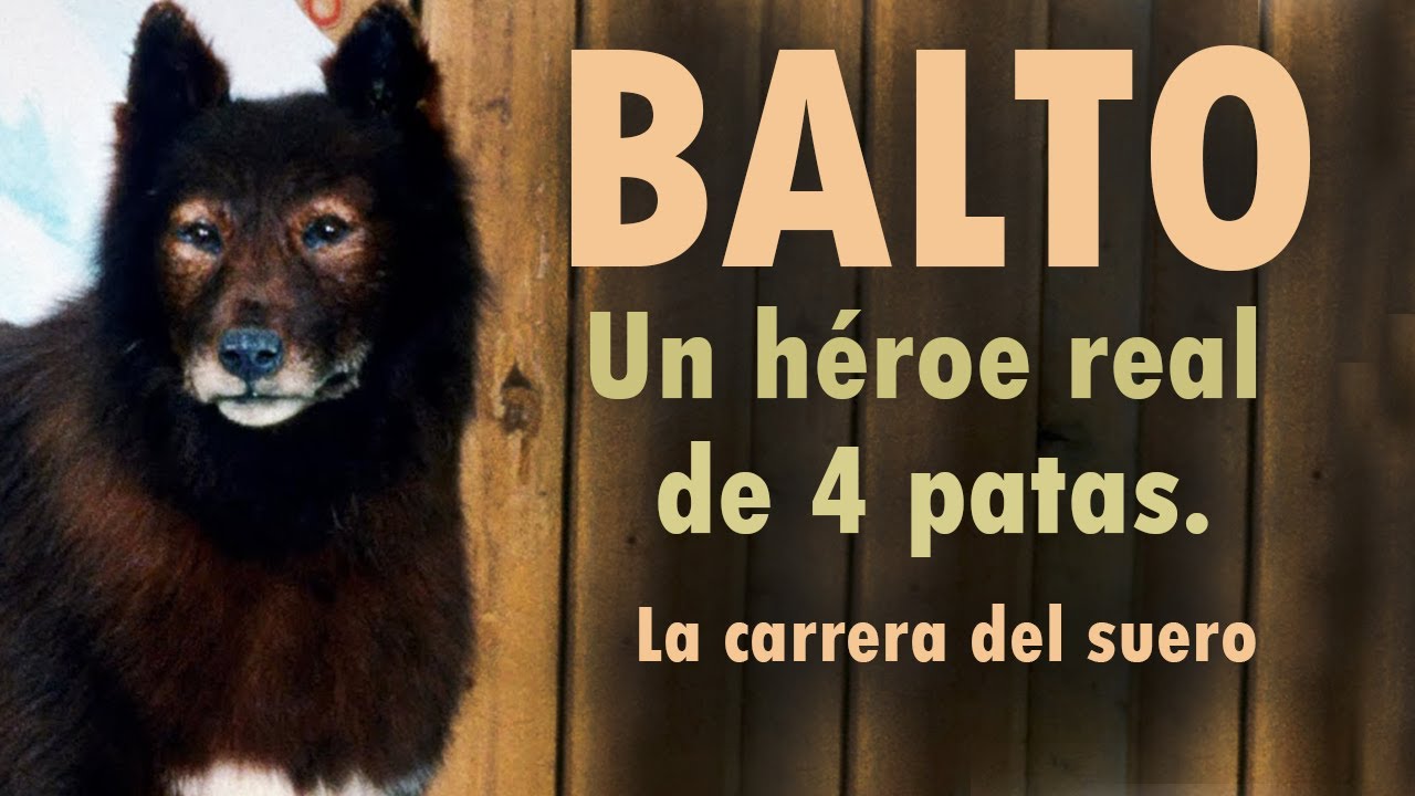 Balto. Un héroe canino de la vida real. El perro que salvó un pueblo ...