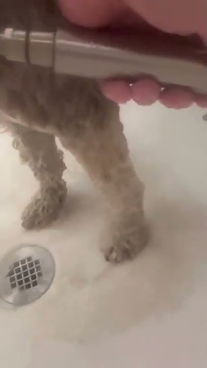 He Likes Showers 🧼 Youtube